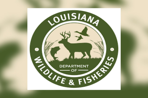 Louisiana Dove Hunting Season Begins Sept. 7, LDWF Announces ...